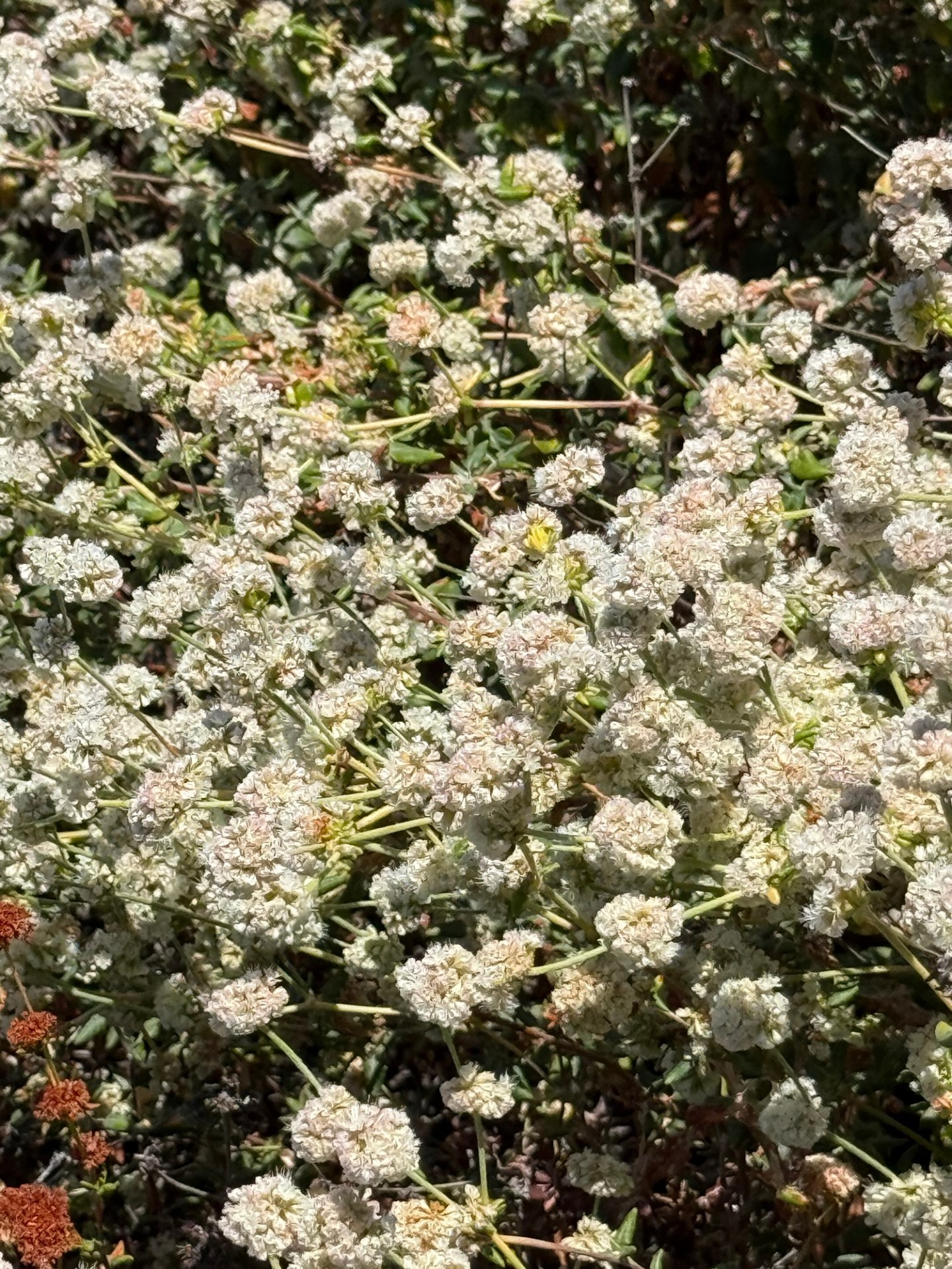 El Segundo Blue Butterfly Walk – 635 Gardening