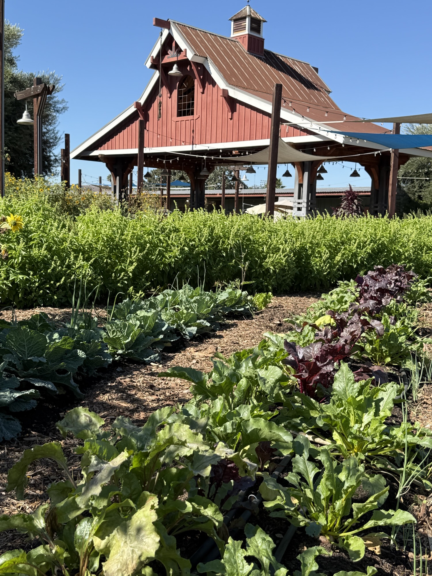 Grow LA Gardens – gardening class – 635 Gardening